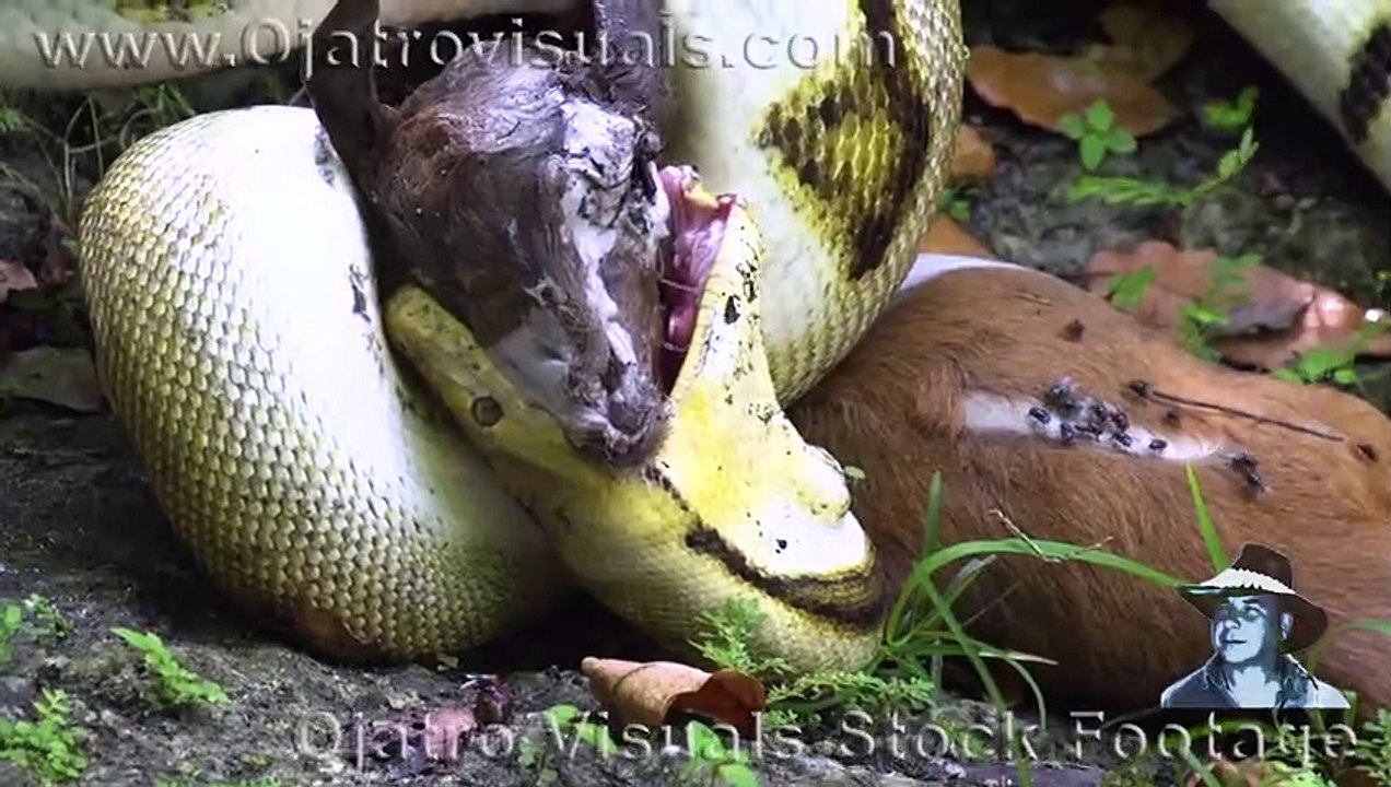 Python Eats Goat 04 Footage - video Dailymotion