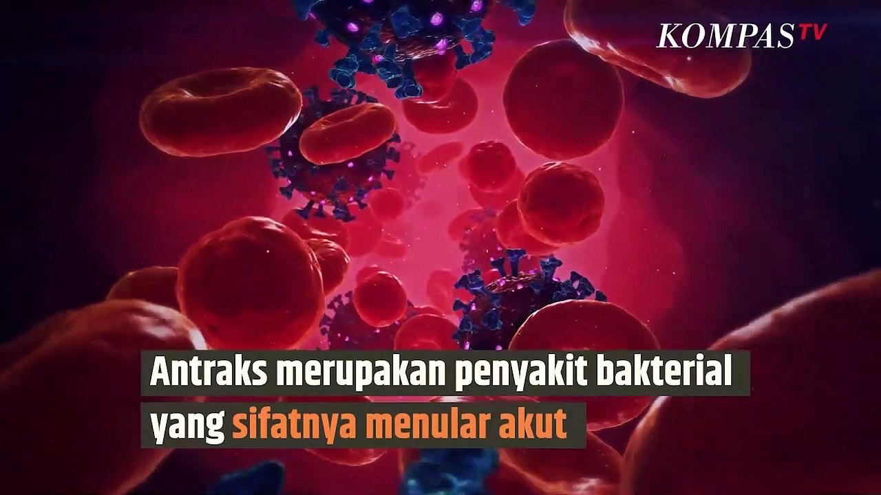 Waspada Penyakit Antraks yang Bisa Menular ke Tubuh Manusia!|SINAU - Video Dailymotion