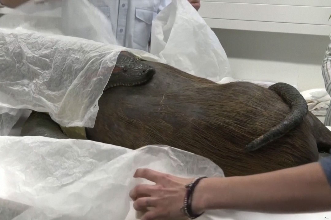 Anaconda-eating-capybara exhibit to be restored - video Dailymotion