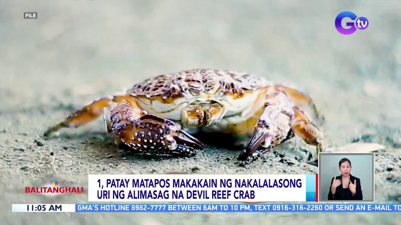 Isa, patay matapos makakain ng nakalalasong uri ng alimasag na devil ...