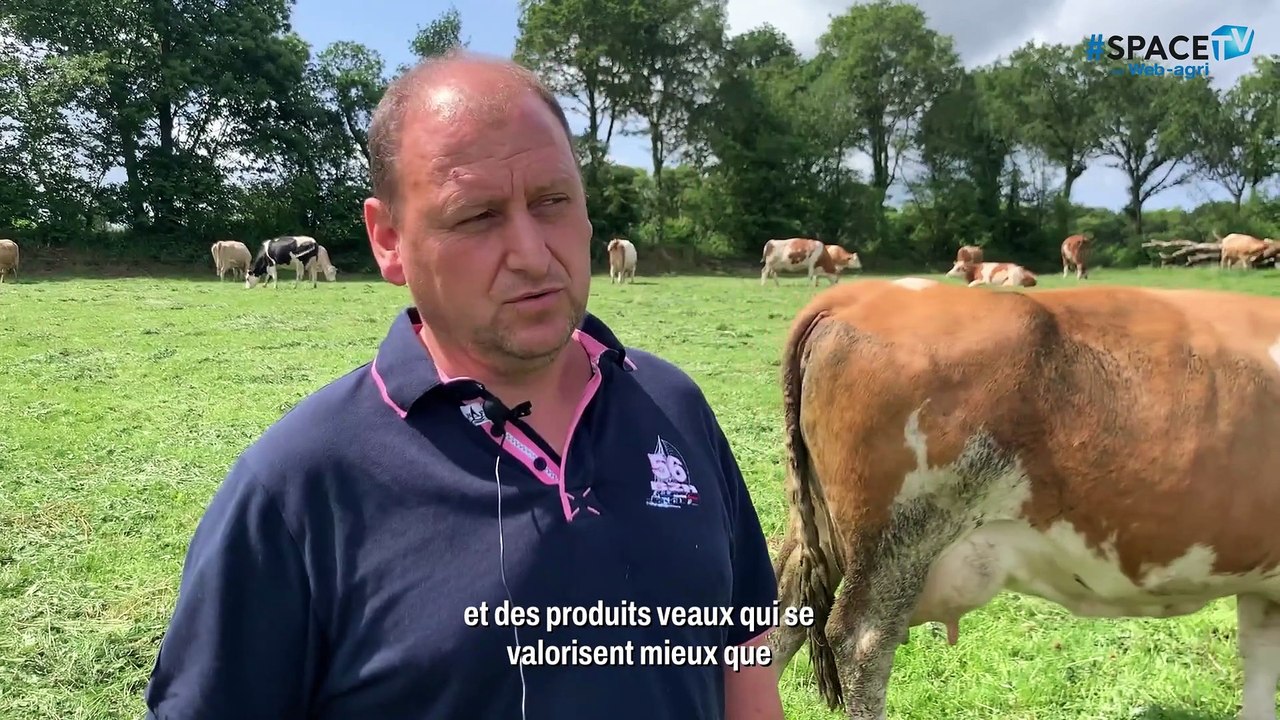 Chez Xavier Le Gall (22) : La Simmental, une vache multifonction ...