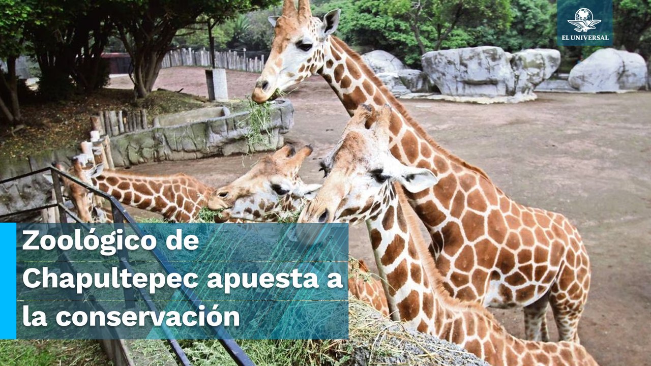 Zoológico de Chapultepec llega al centenario con más de mil 200 ...