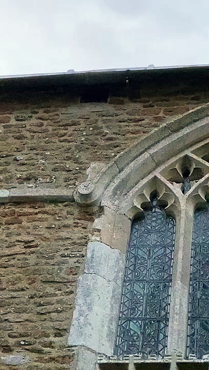 Community bat count St Edmund's Church Egleton