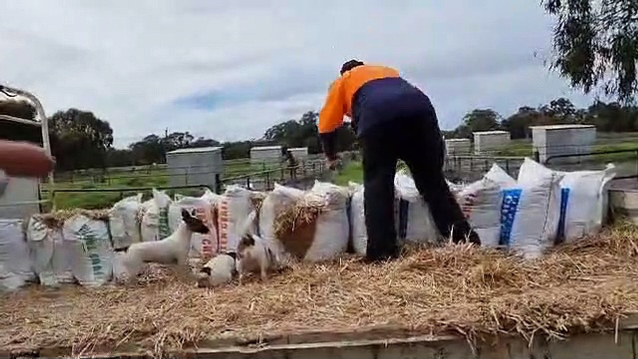 Jack Russel Terriers Help Catch Rats - video Dailymotion