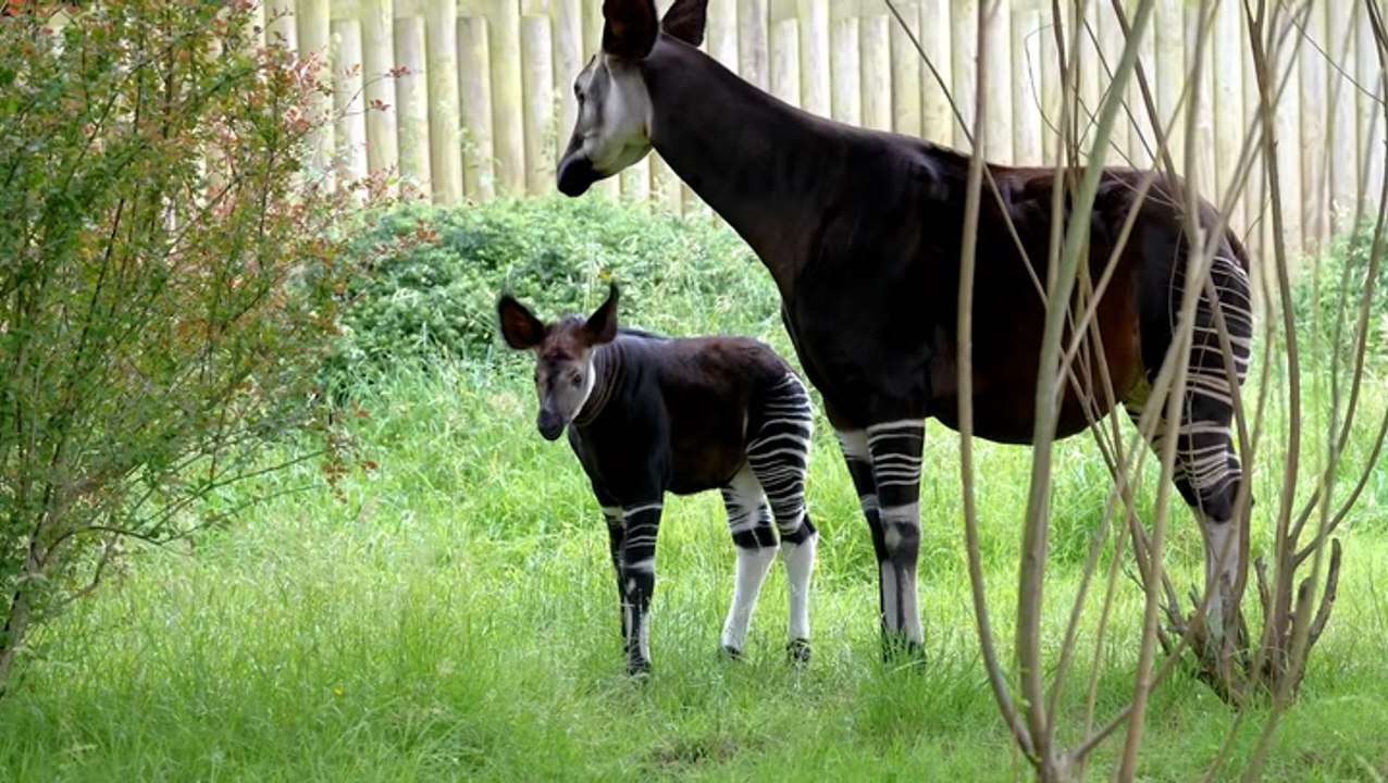 Endangered okapi baby ventures outside for first time - video Dailymotion