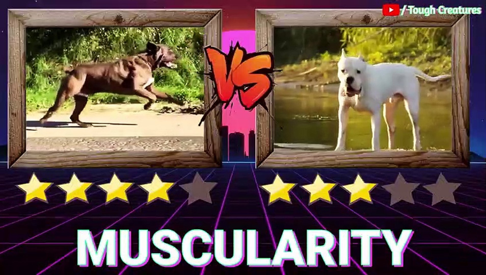 Cane Corso Attack Video