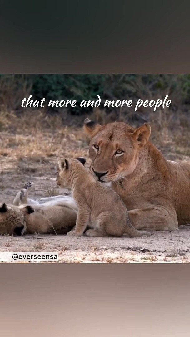 Lioness And Cubs Quotes Pitfalls Of The Captive Lion Industry: Cub