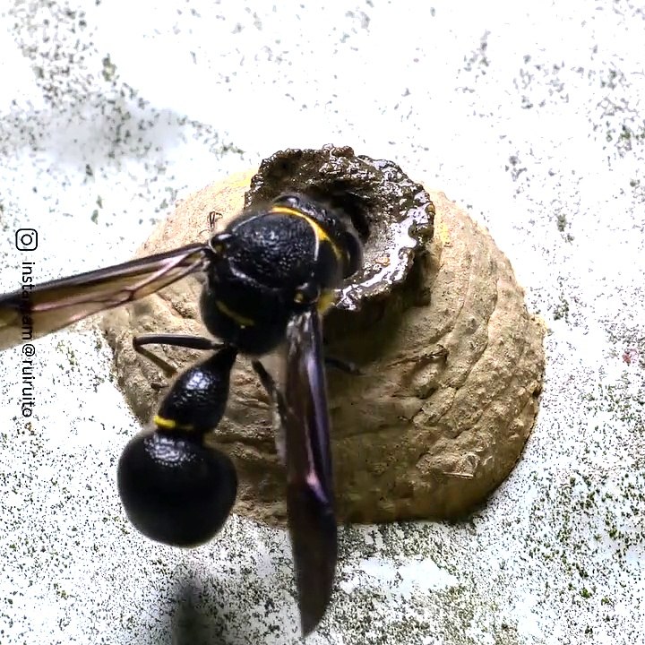Wasp Builds a Nest - video Dailymotion