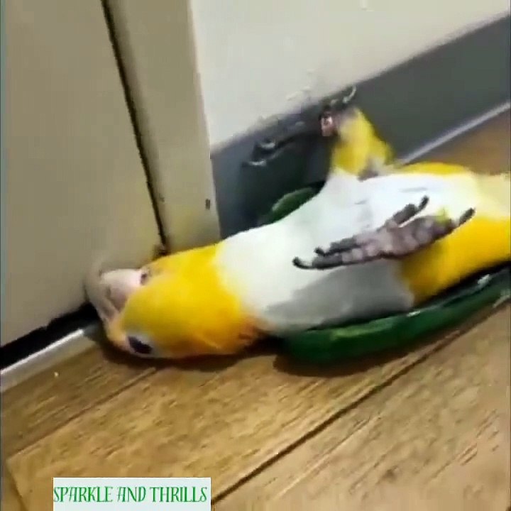 Polly Pranks Laugh-Out-Loud Parrot Antics - video Dailymotion