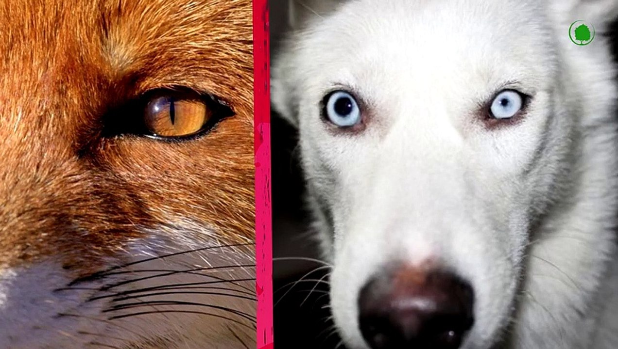 Fox In Action. Fox's Dangerous Hunt and Its Super Abilities. - video ...