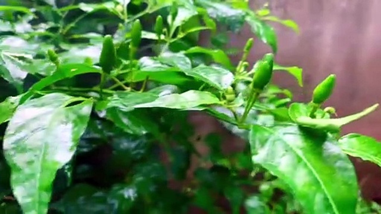 Full Recipe Kanthari Fish Recipe in English - 4k - video Dailymotion