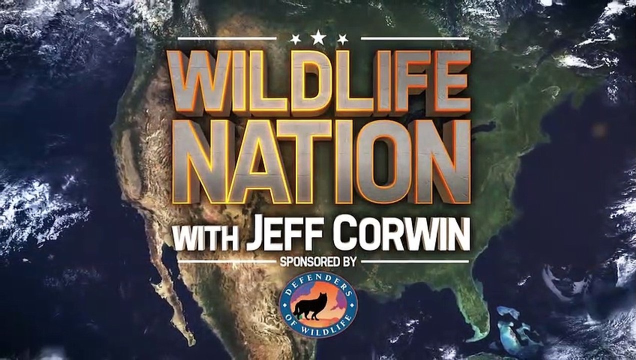 Wildlife Nation with Jeff Corwin | show | 2021 | Official Teaser ...