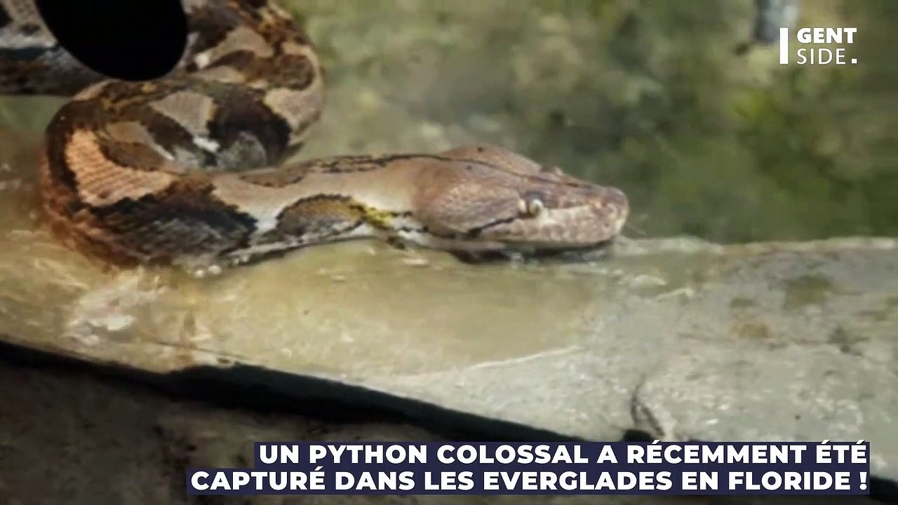 Un gigantesque python birman a été retrouvé avec plus de 60 œufs dans ...