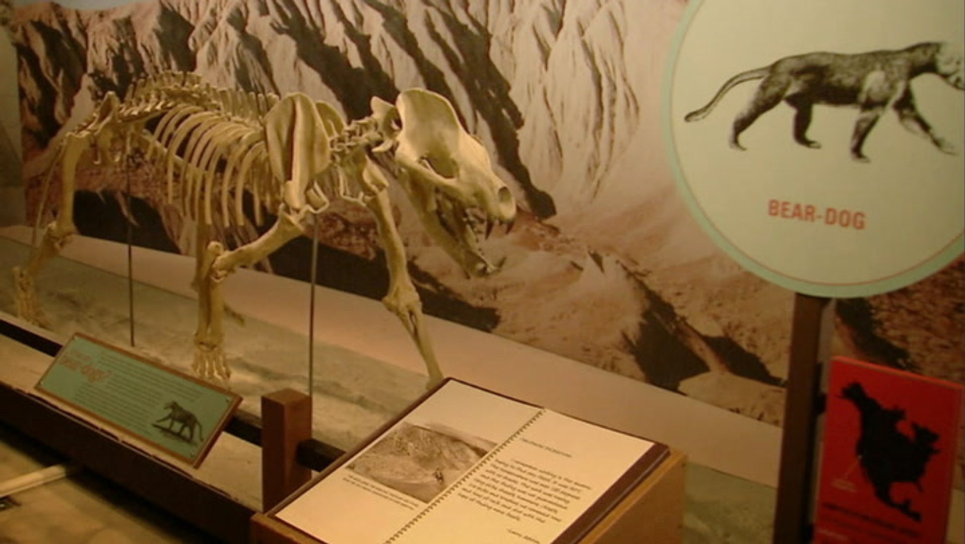 Prehistoric Predators Bear Dog