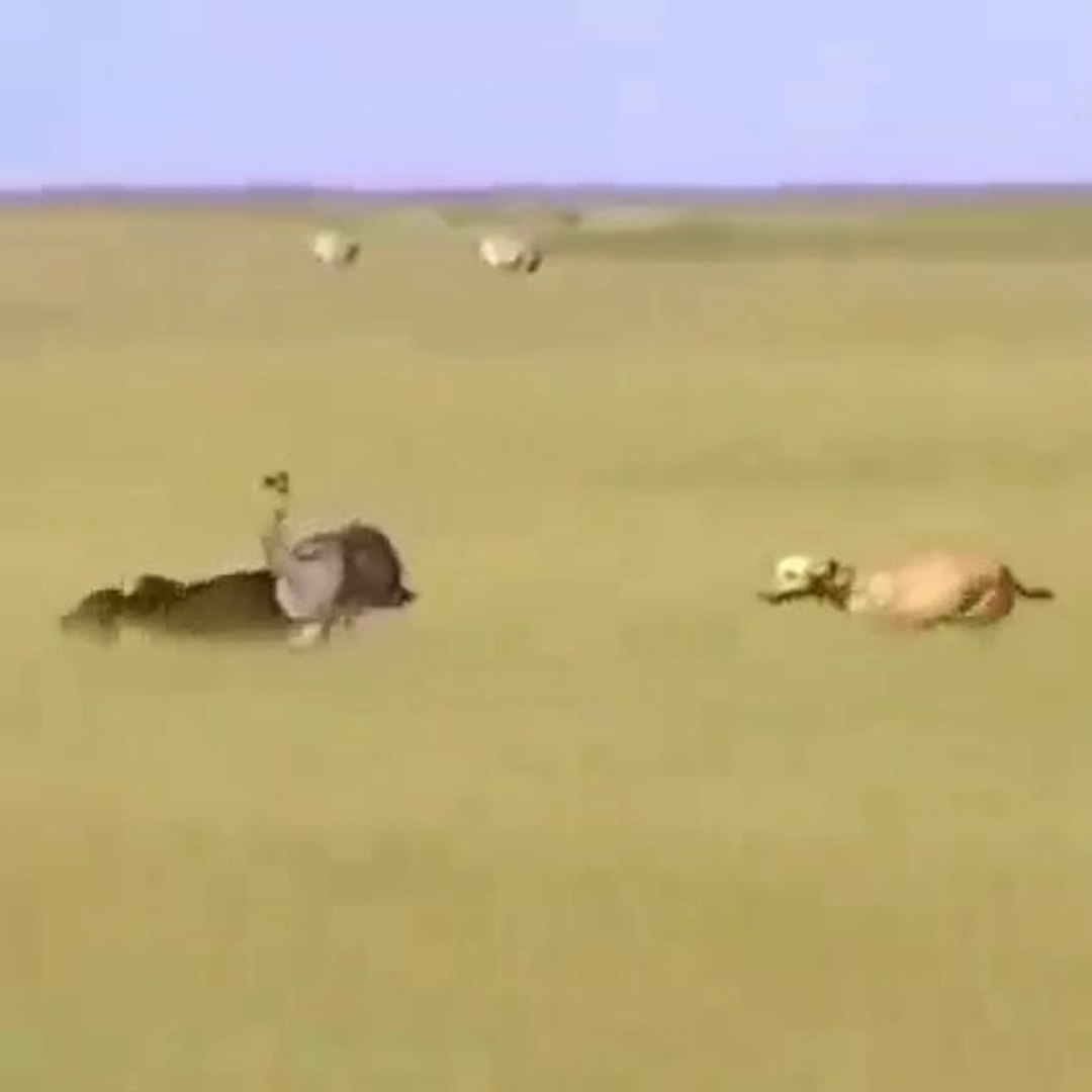 Cheetah Chasing Ostrich Meme