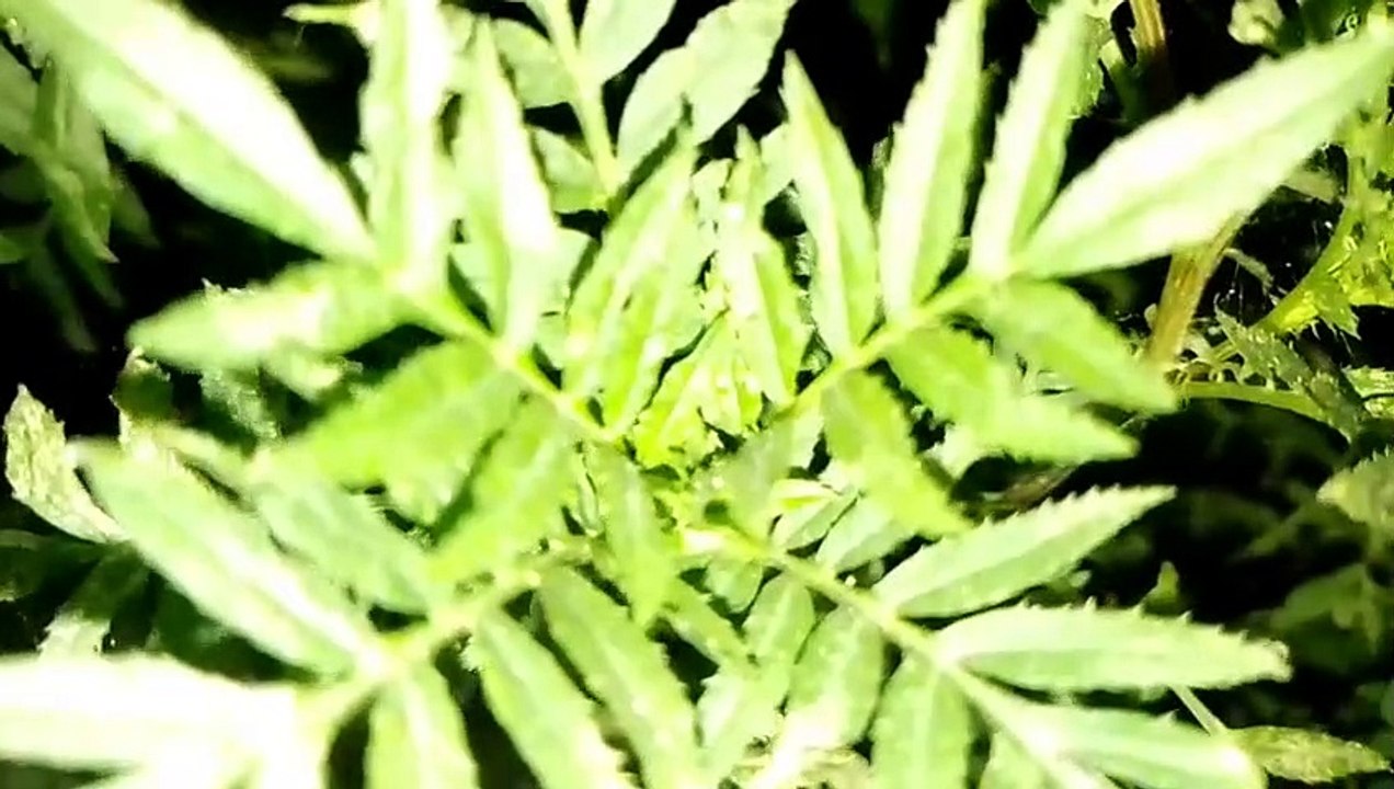 বাংলা চটি গল্প | Vlog 45 | View of beautiful hill ganda flower tree ...