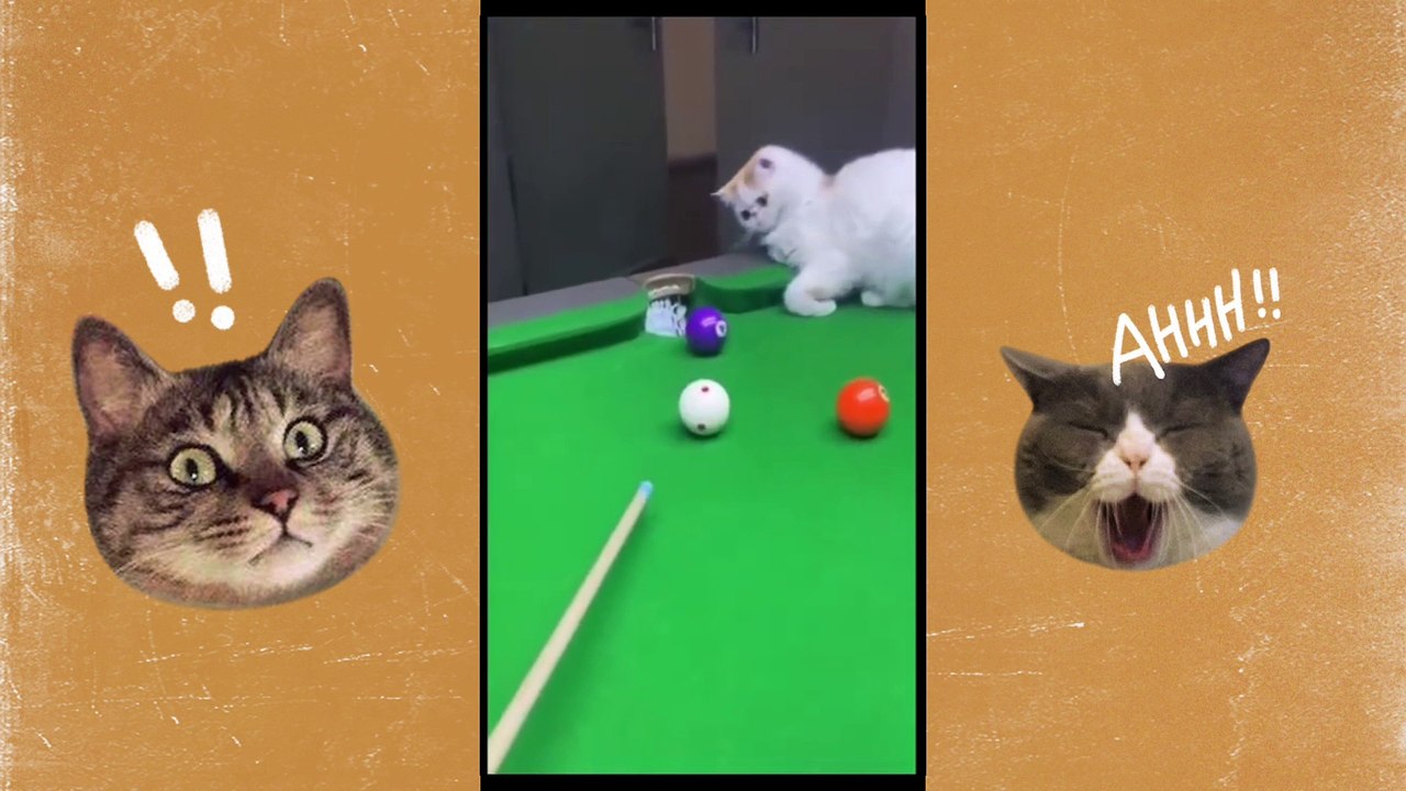 The Ultimate Cat Comedy Show: Laugh Your Heart Out with These Funny ...