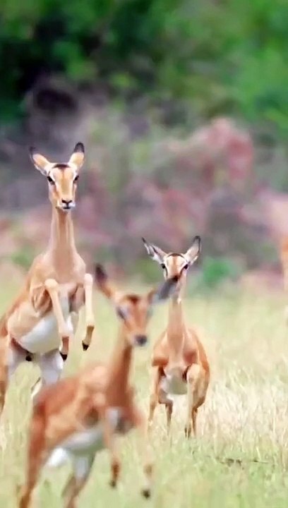 Animal ki world - video Dailymotion