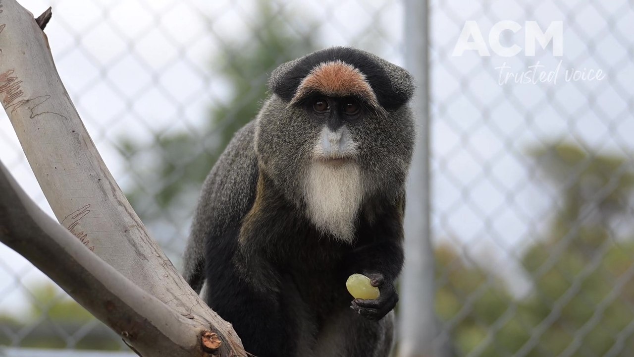 Tasmania Zoo welcomes a pair of male De Brazza's monkeys - video ...
