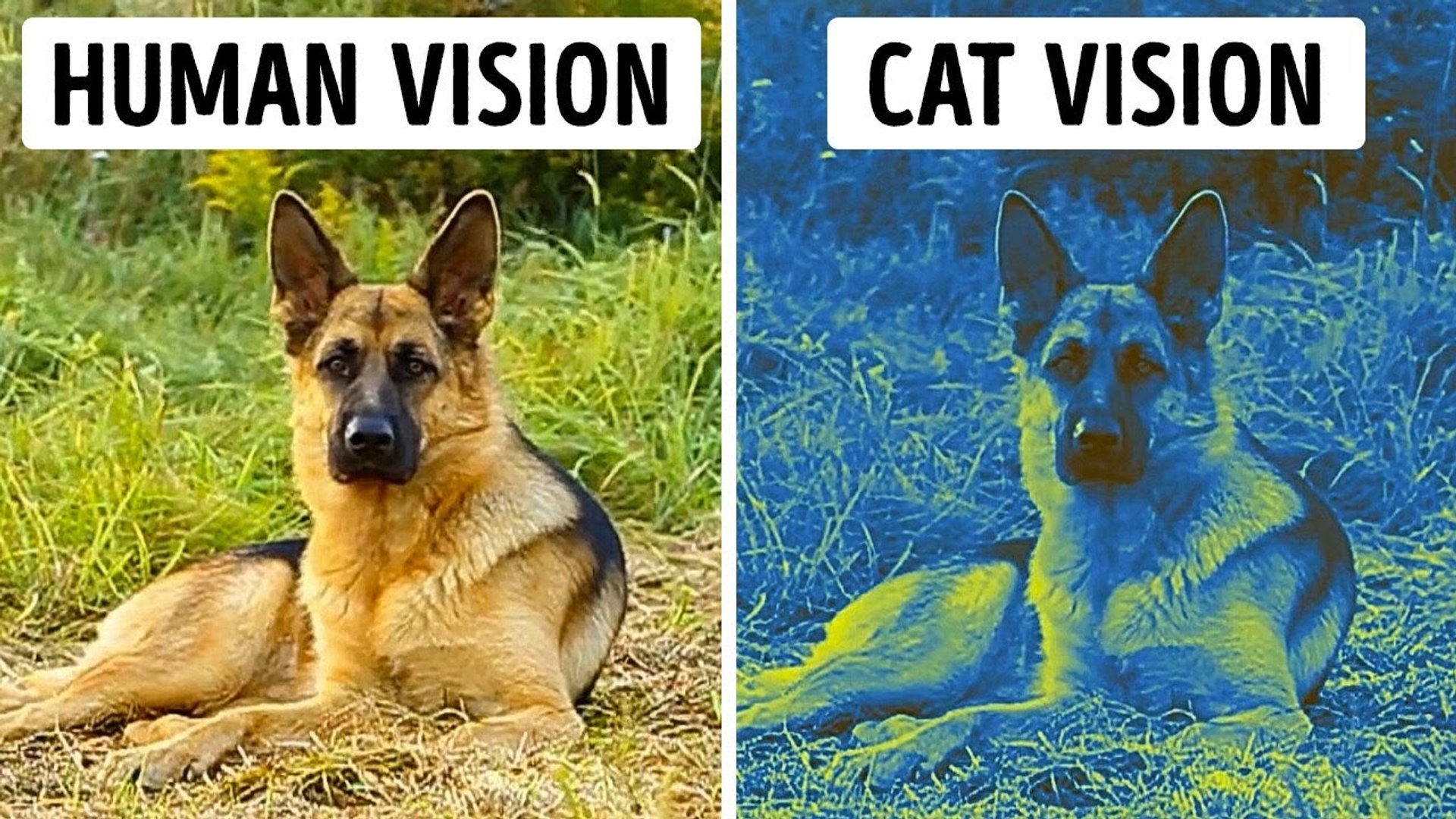 Is A Dog's Vision The Same As Humans