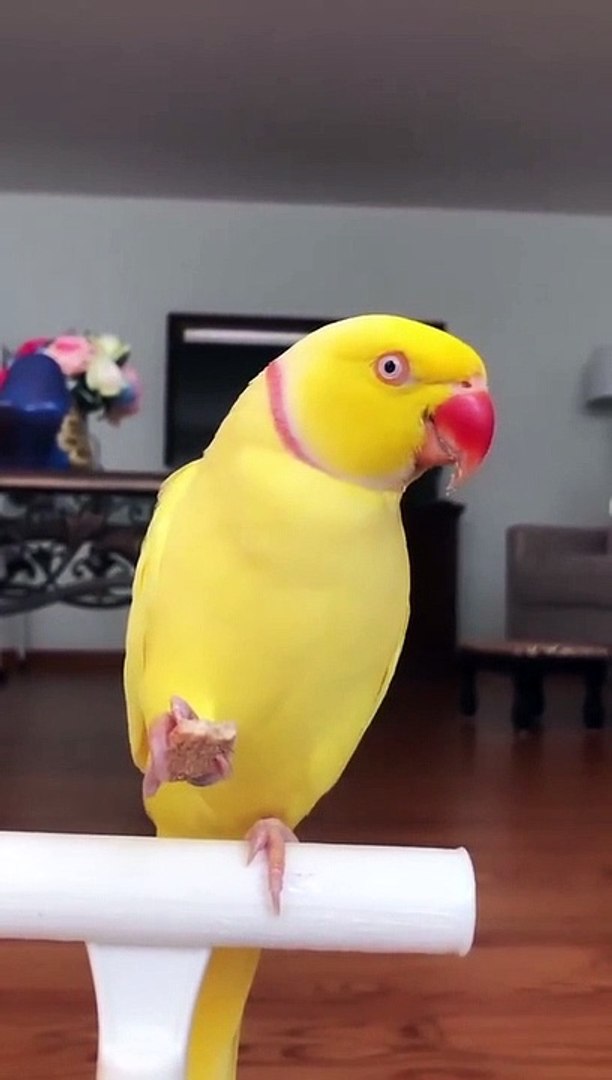 Baby Yellow Parakeets