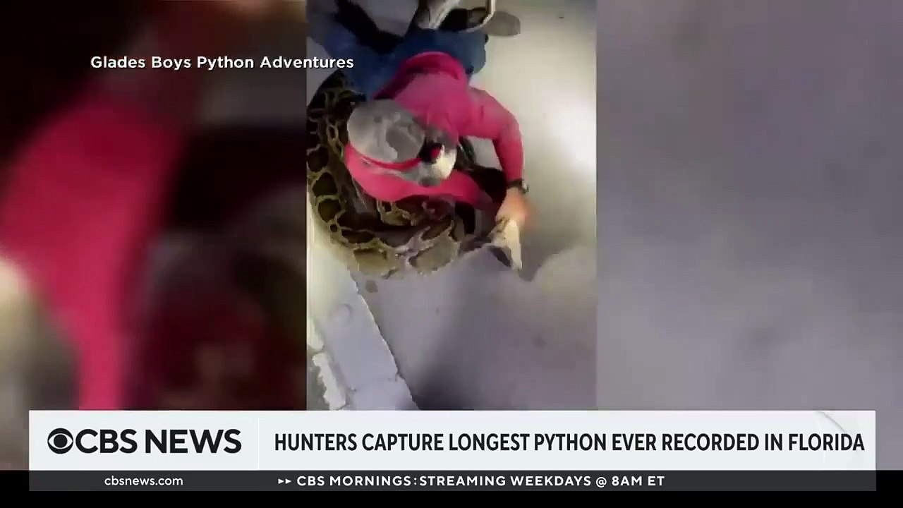 Découvrez les images impressionnantes d'un python birman de presque 6 ...