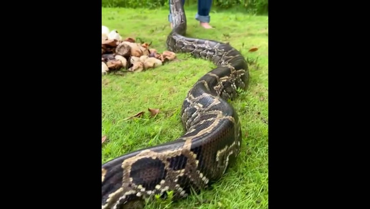 Huge Burmese python nest discovered containing 111 eggs, setting new ...