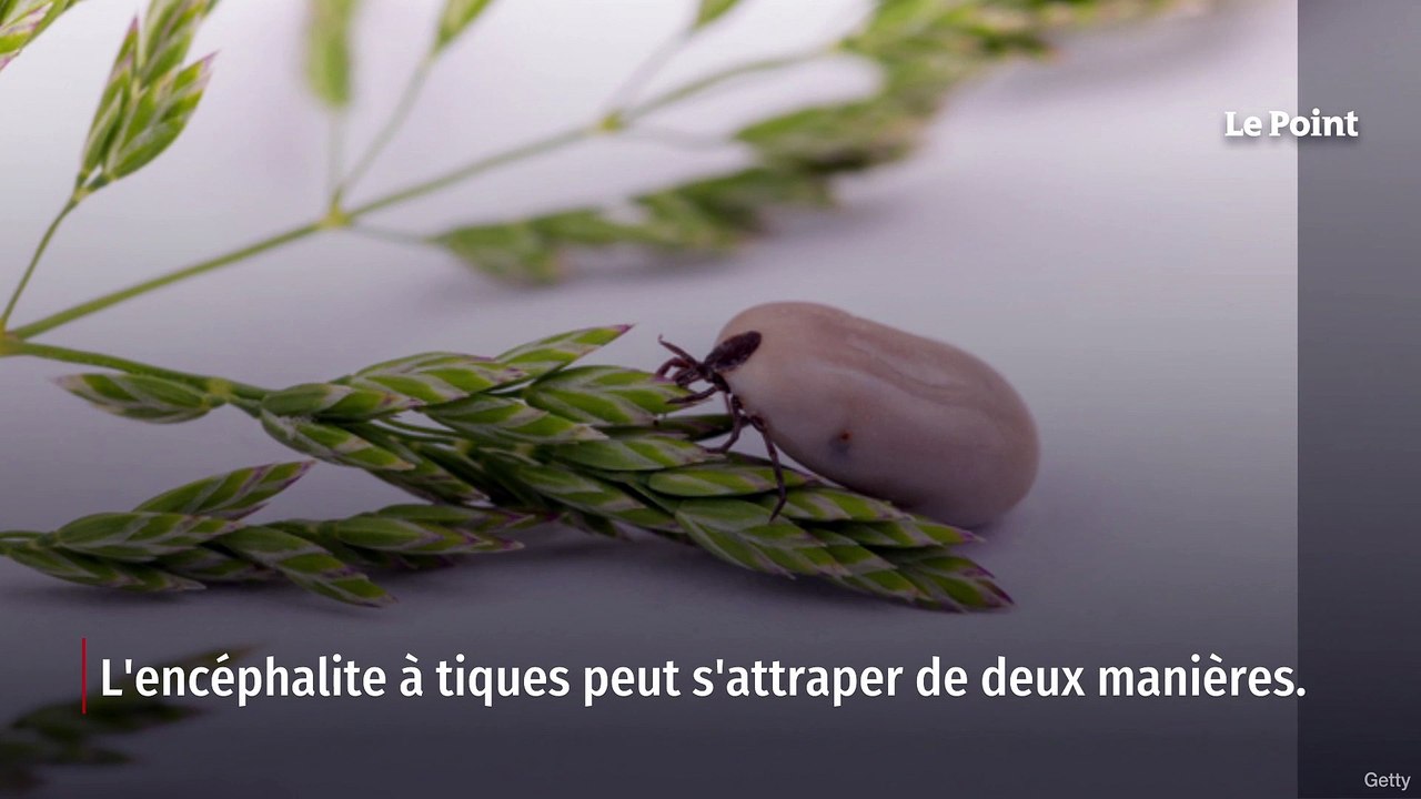 Qu’est-ce que l’encéphalite à tiques, maladie qui commence à se ...