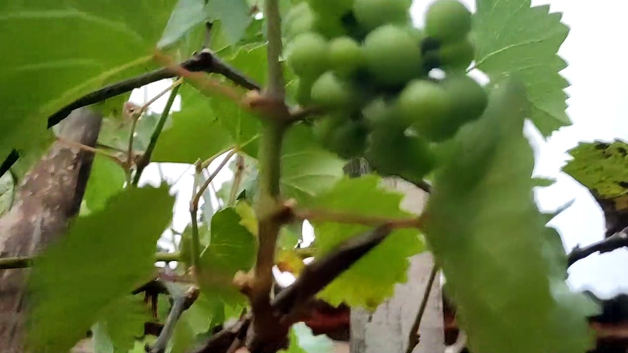 Anggur jupiter - video Dailymotion