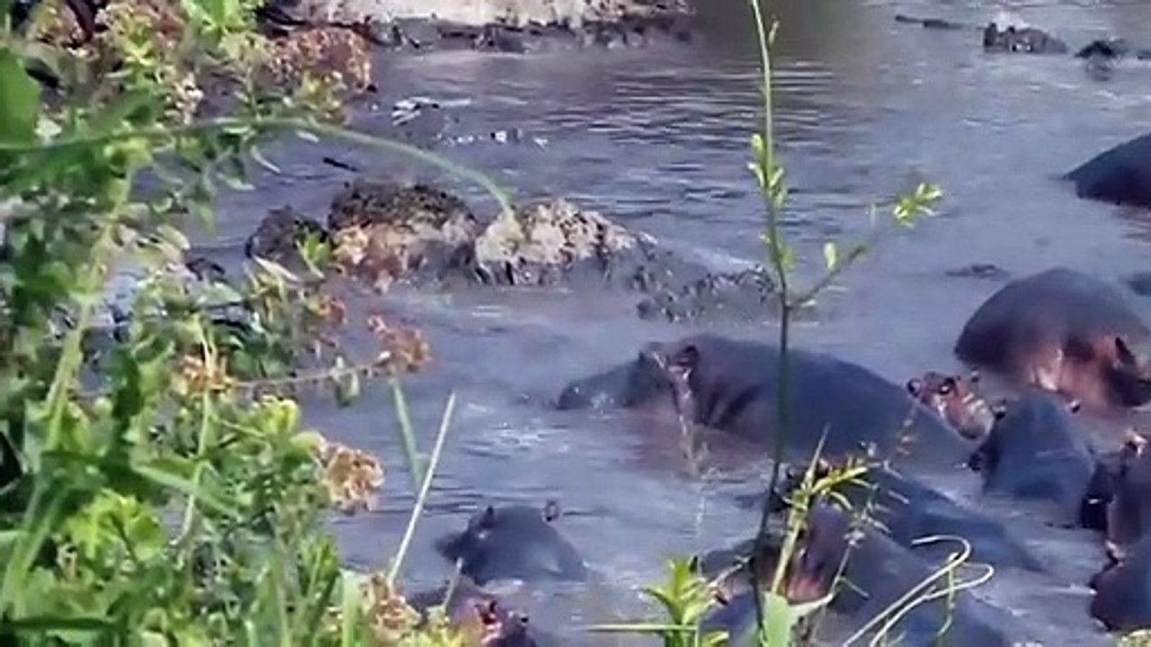 Hippos attack crocodile and Wildebeest - video Dailymotion