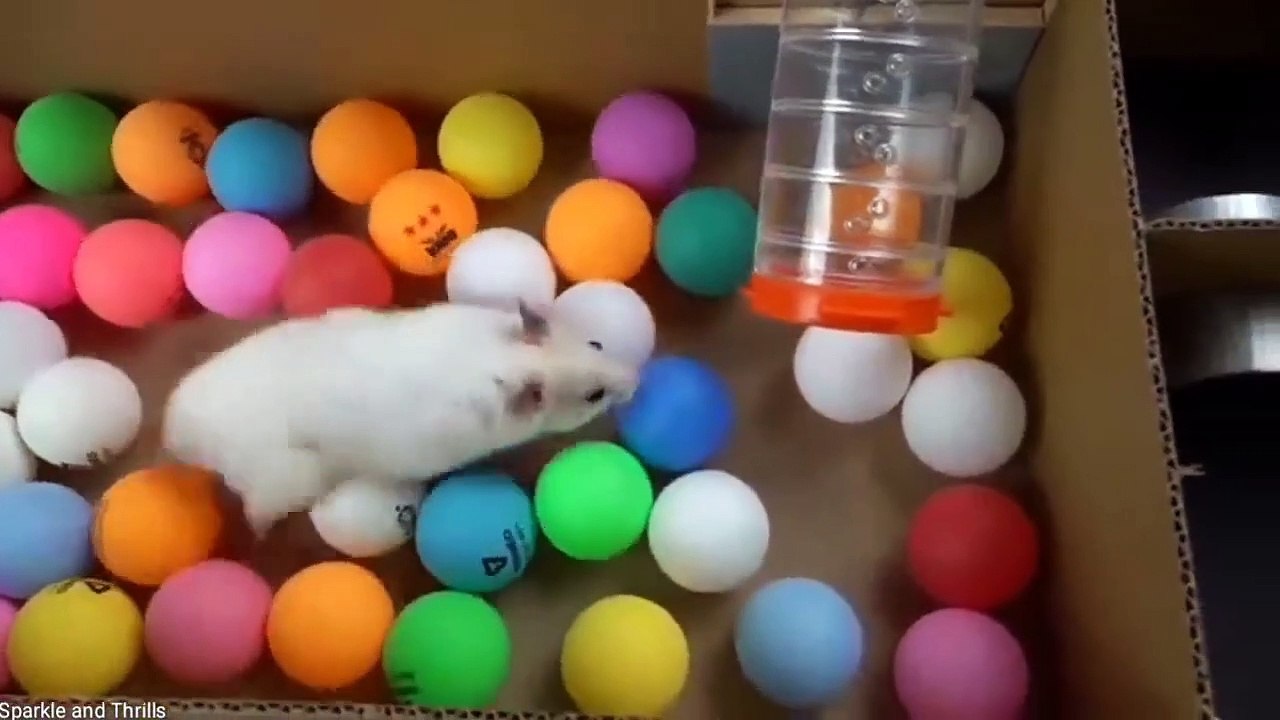 Wise Rat Completing Task - video Dailymotion