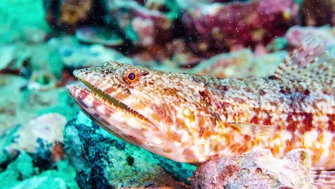 Top 10 Most Strangest Fish In The World - video Dailymotion