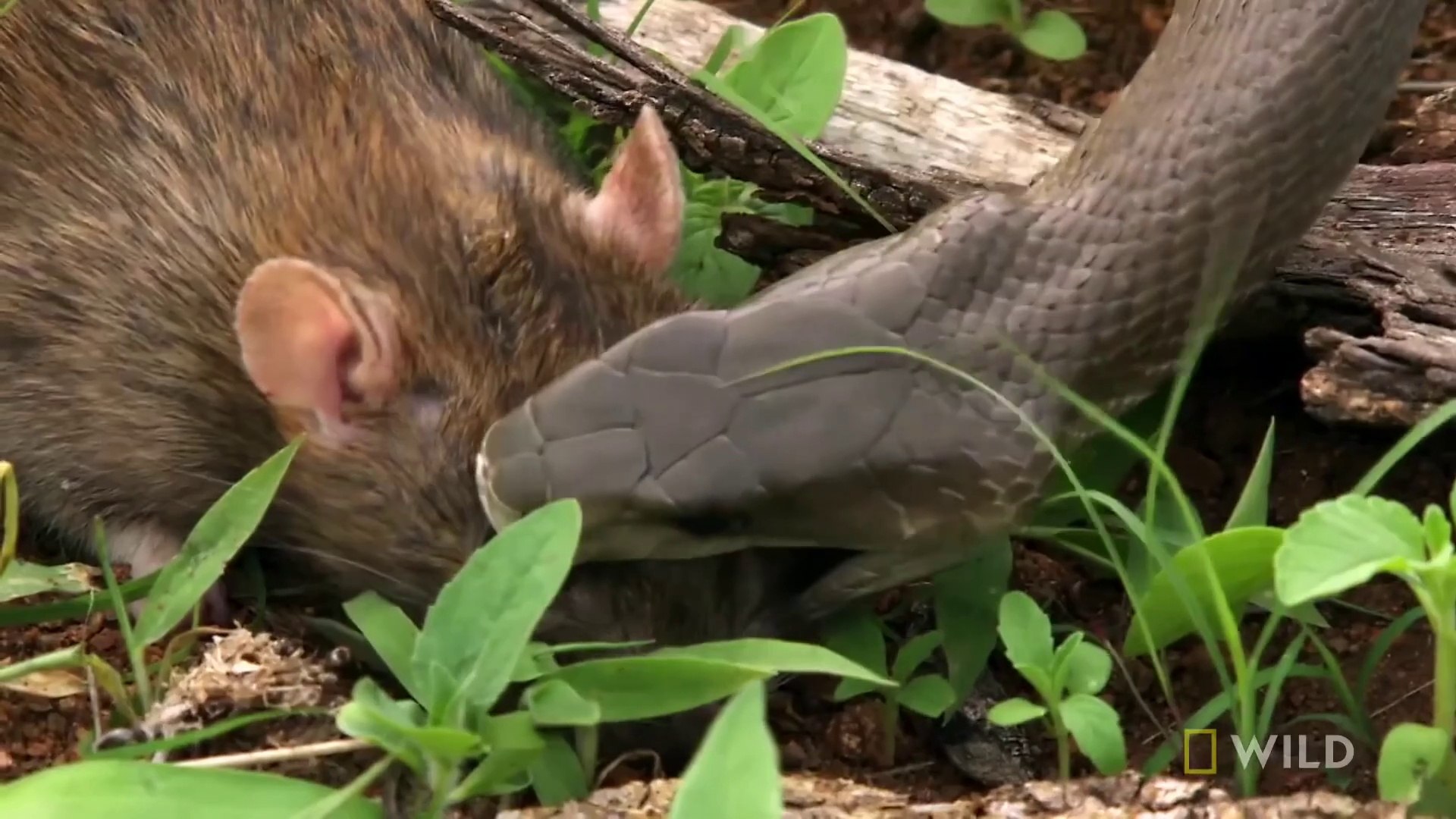 Snake And Mouse Friends