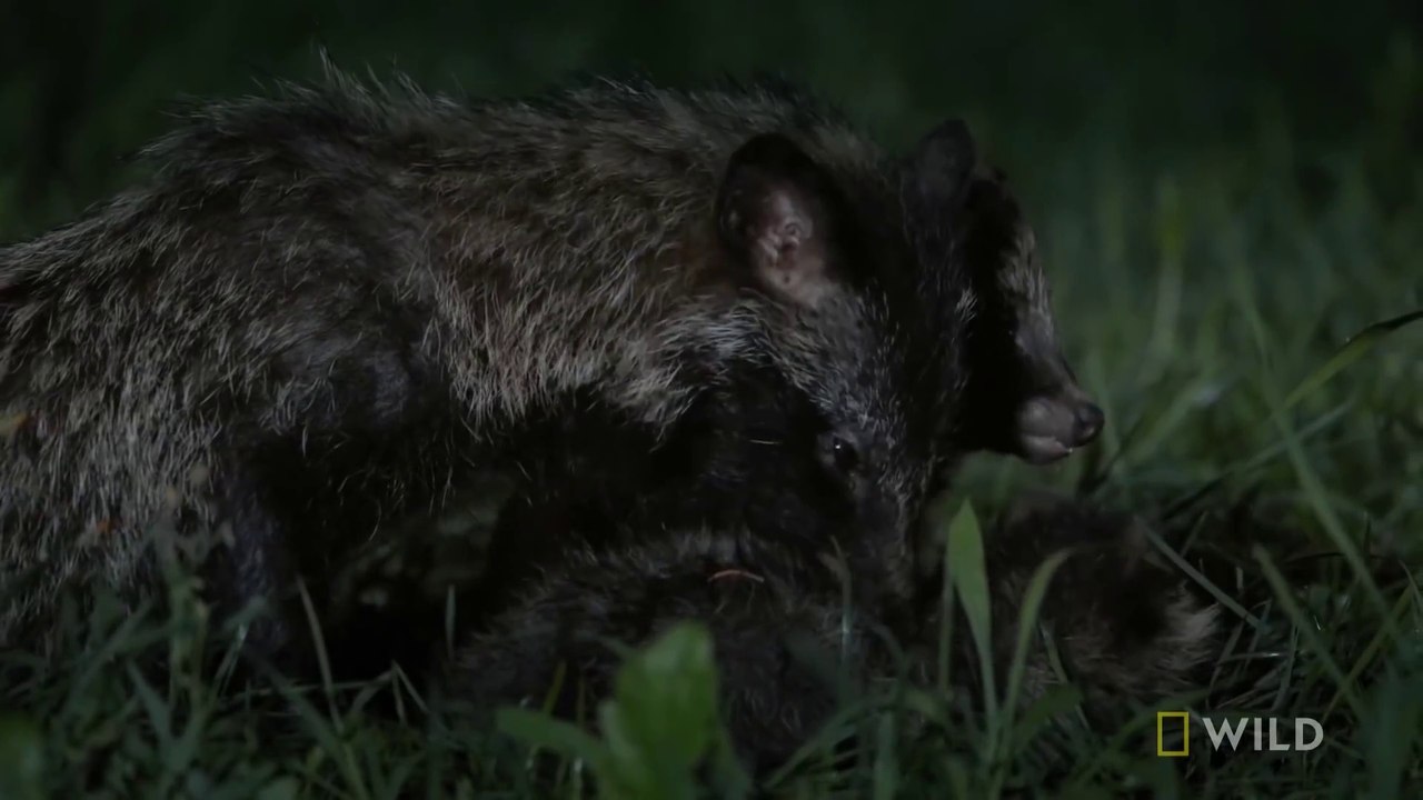 Meet the Raccoon Dogs of South Korea | Wild Korea - video Dailymotion