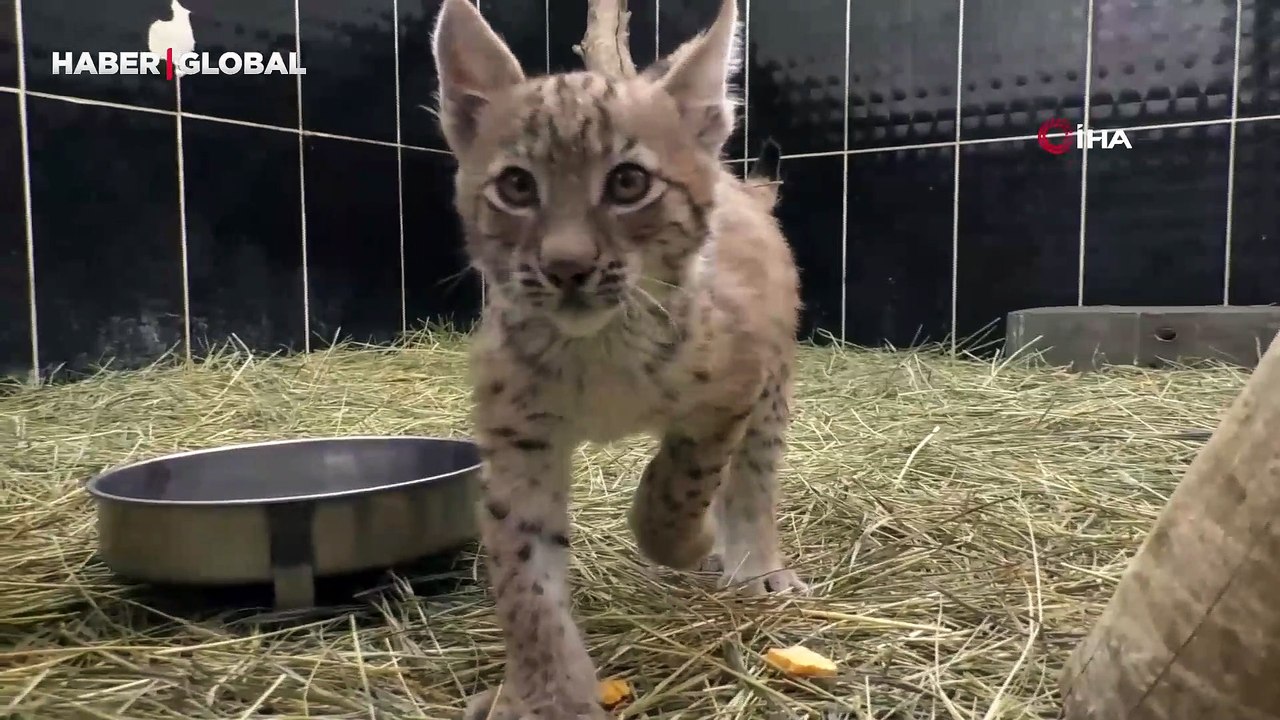 Kars'ta yavru vaşak bakım merkezinin maskotu oldu - Dailymotion Video