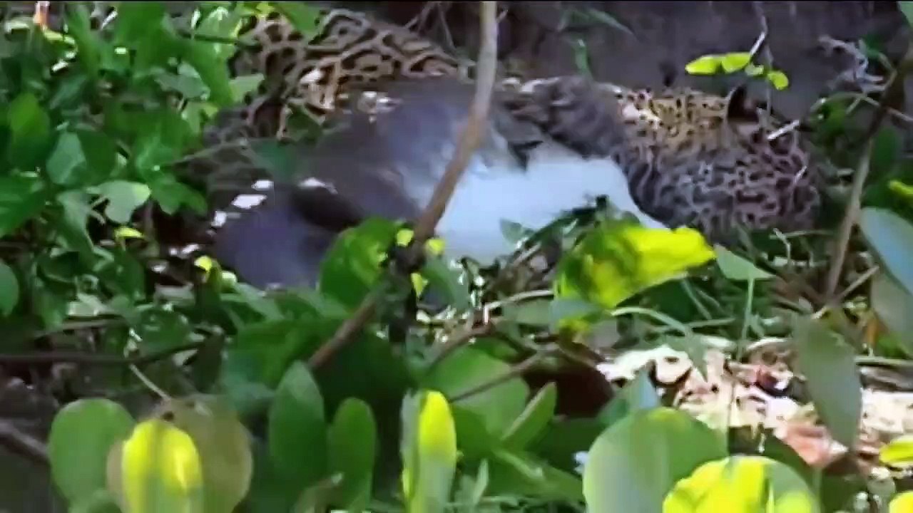 Animal fights - Jaguar attacks crocodiles capybaras - Animal attacks - video Dailymotion