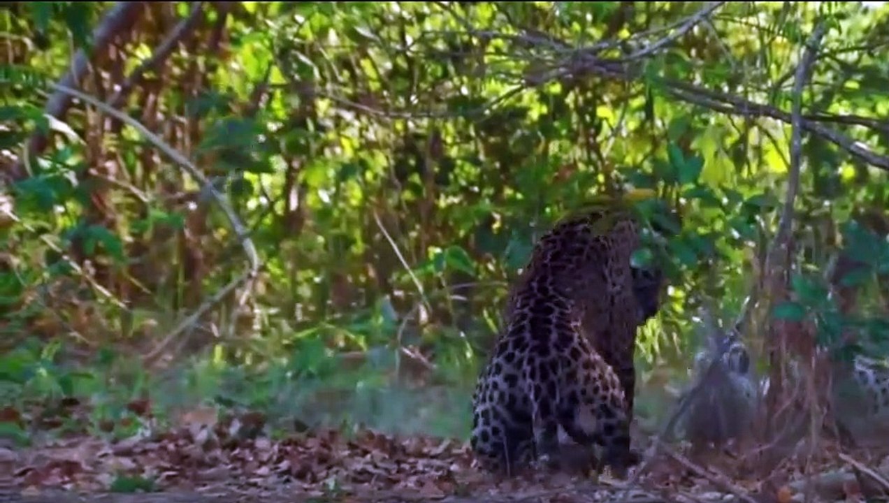 Jaguars fight - Jaguar Attacks crocodiles capybara - Animal Attacks - video Dailymotion
