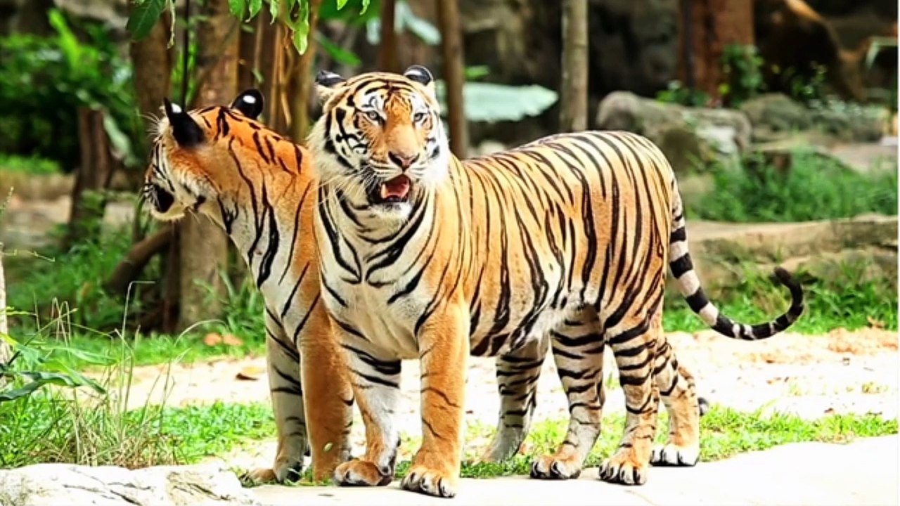 Tiger wildlife Animals Mammul Feline - video Dailymotion
