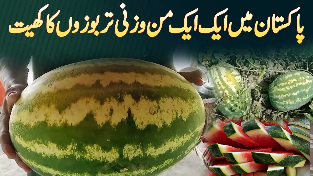 Pakistan Ka Sab Se Bara 40 KG Ka Tarbooz - Pora Khet Hi Bare Bare ...