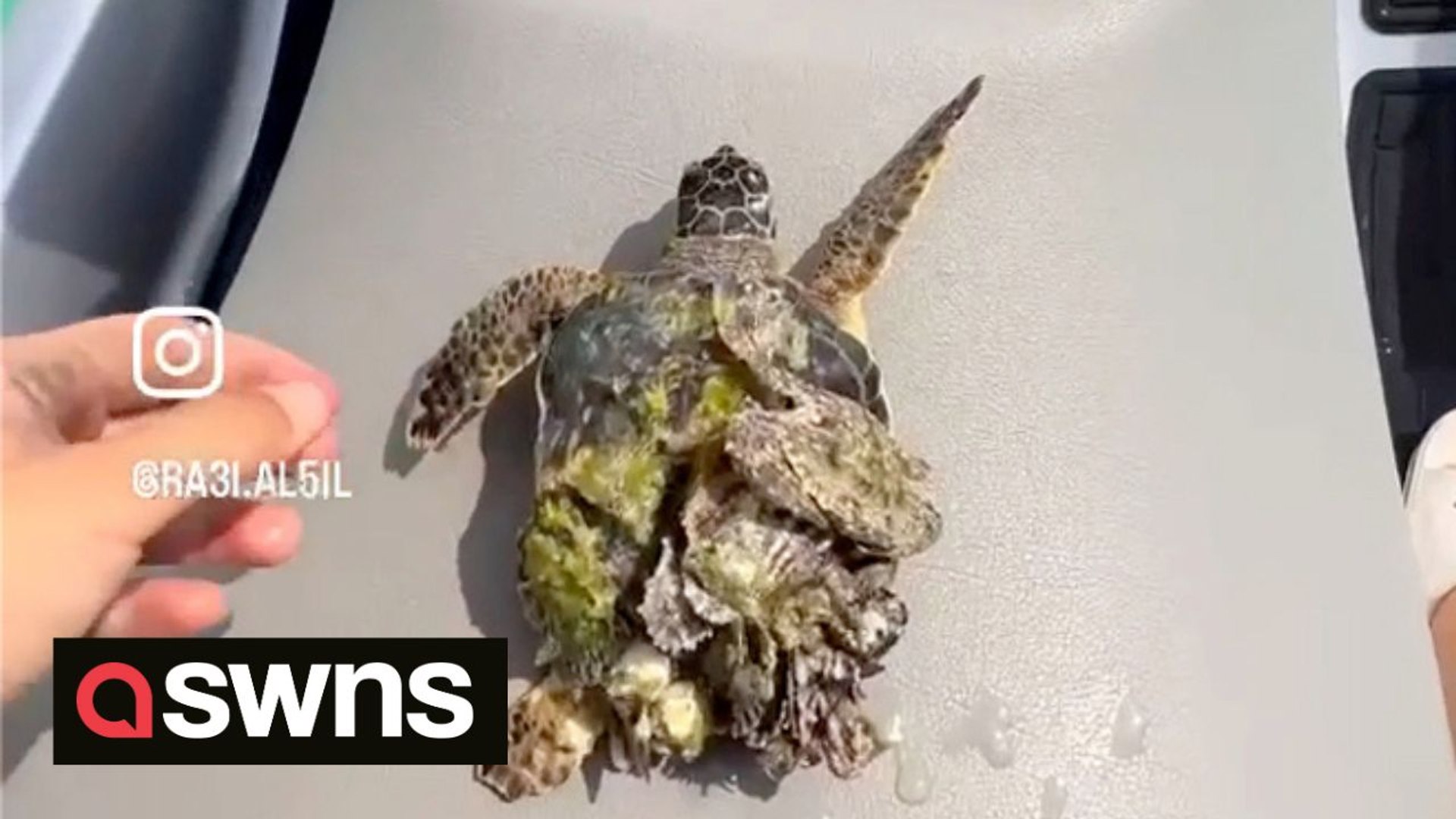 Barnacles On Turtles Anchor | South Carolina Aquarium