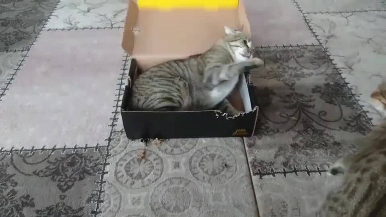 Two Cats Play Fight - video Dailymotion