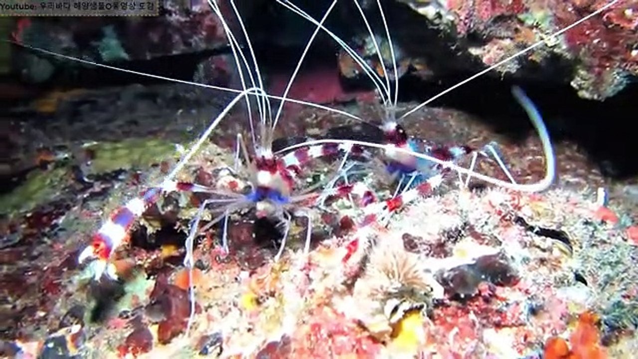 10 Most Beautiful Shrimps in the World - video Dailymotion