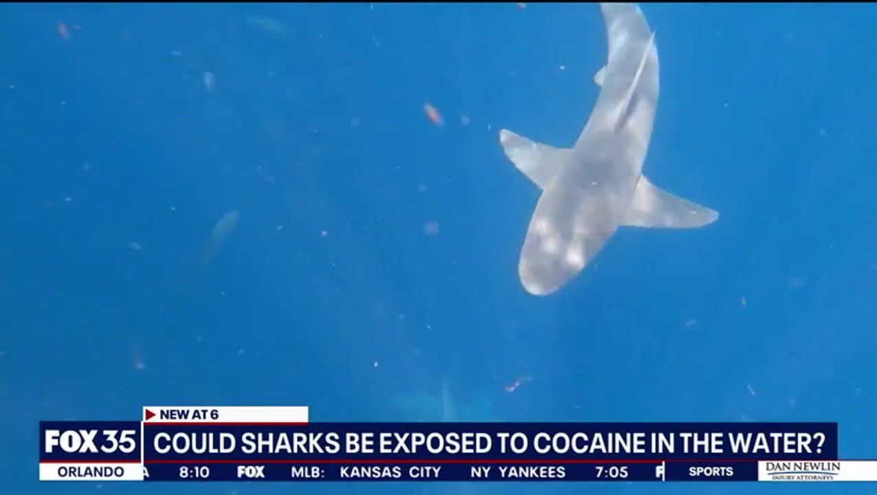 ‘Cocaine sharks’: Thousands could be eating drugs dumped off Florida ...