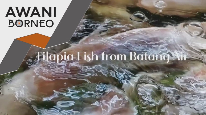 Tilapia batang AI kembali ke Singapura | Astro Awani