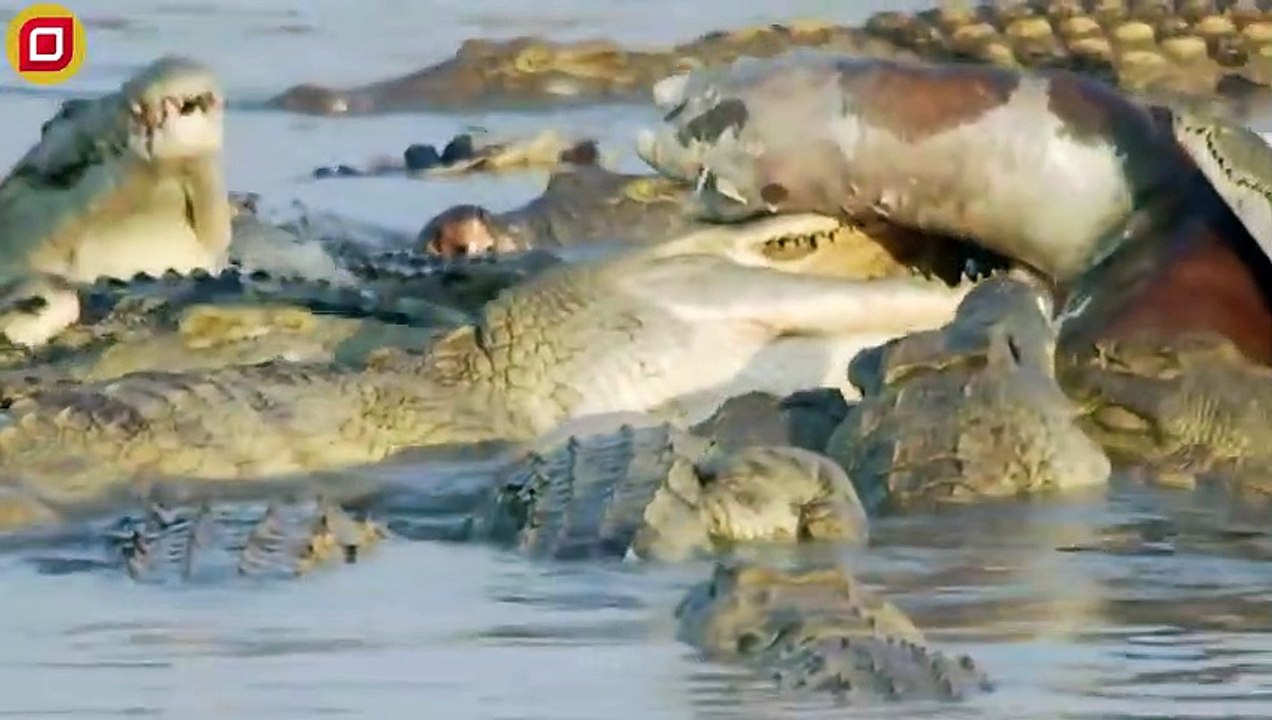 30 Times Hippos Fight Crocodiles To Prove Who Is The King Of The Swamp ...