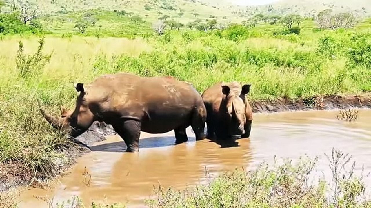 10 Most Recent Extinct Animals With Rare Videos - video Dailymotion