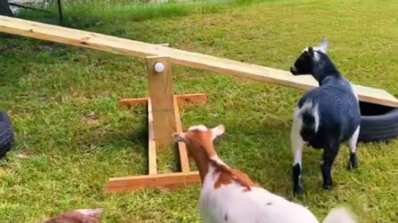 Playful goats have a field day playing on their amazing new Seesaw ...