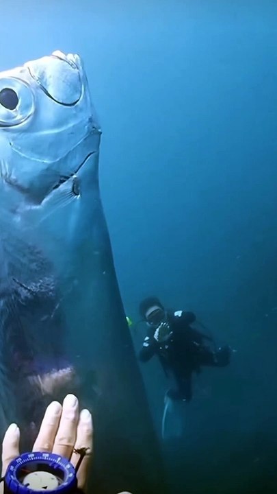 Une créature mystérieuse filmée par des plongeurs. - Vidéo Dailymotion