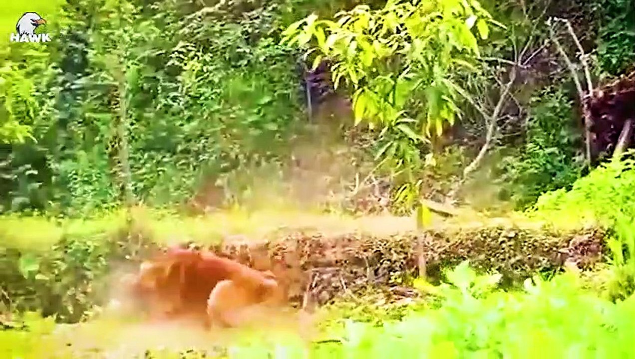 30 Moments Wild Animal Fight Caught On Camera, What Happens Next ...