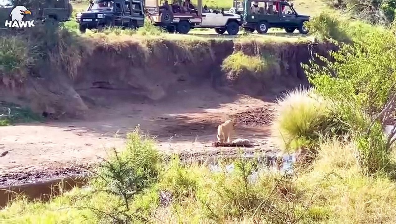 30 Moments Injured Giraffes And Animal Fight For Life, What Happens ...